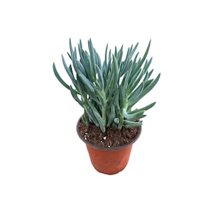 Curio Ficoides ‘blue Chalk’ | Succulents | Various Sizes | Gift Ideas ...