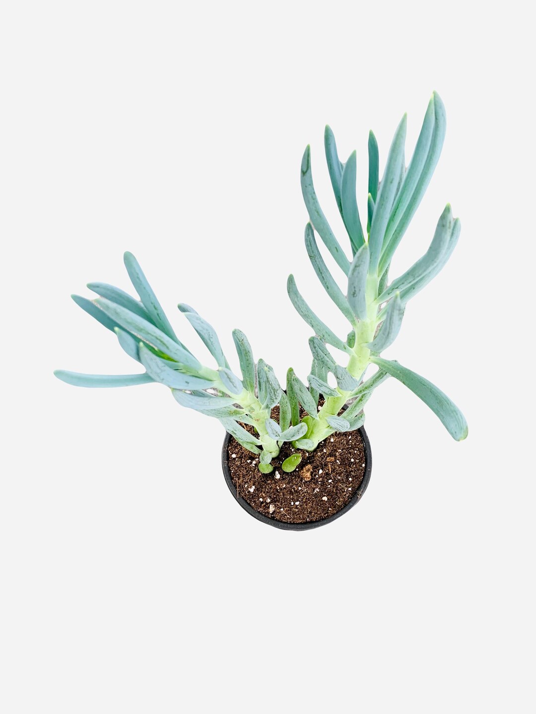Curio Ficoides ‘blue Chalk’ | Succulents | Various Sizes | Gift Ideas ...