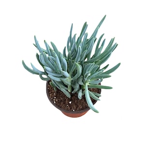 Curio Ficoides ‘blue Chalk’ | Succulents | Various Sizes | Gift Ideas ...