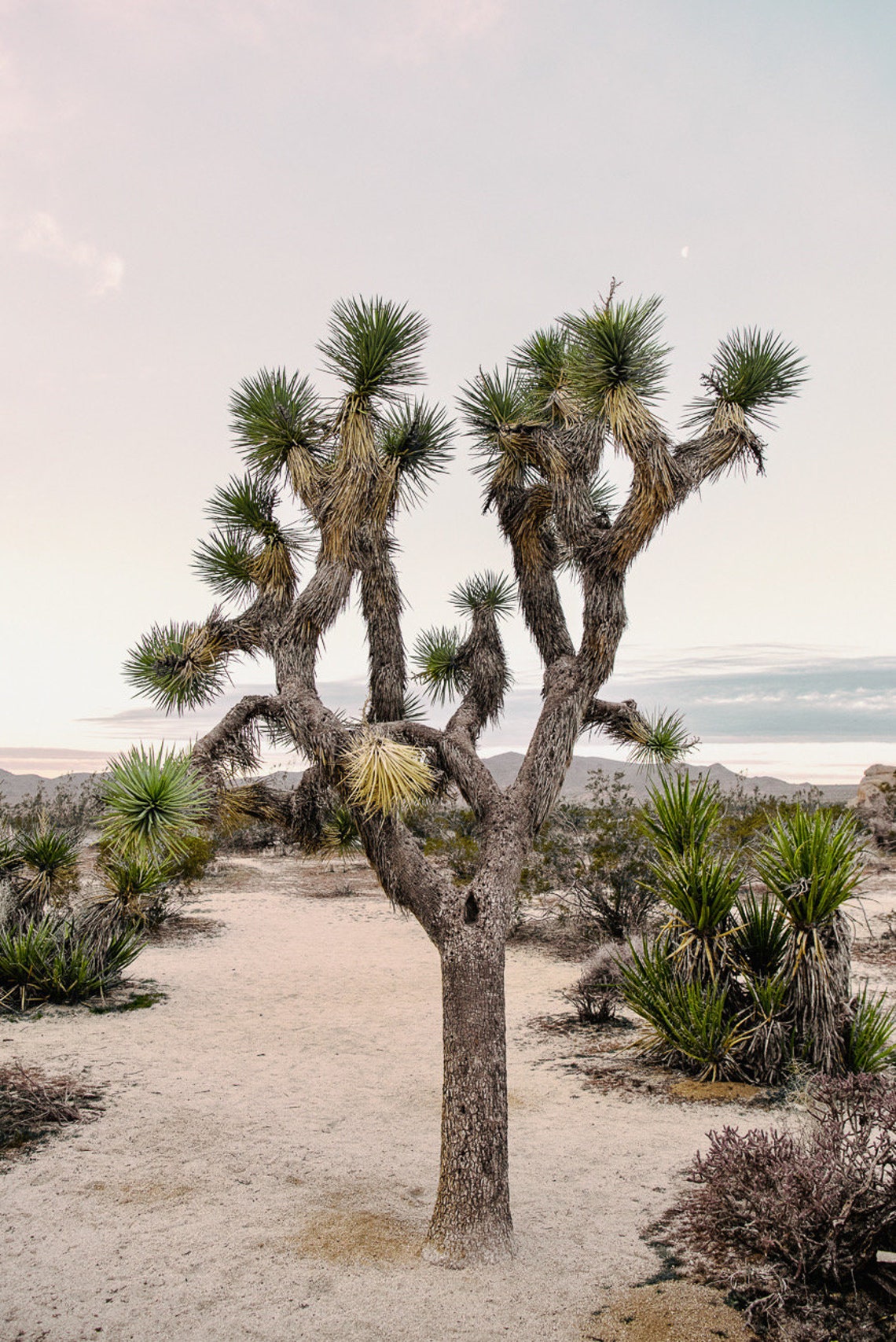 Fine Art Print: Joshua Tree, California - Etsy