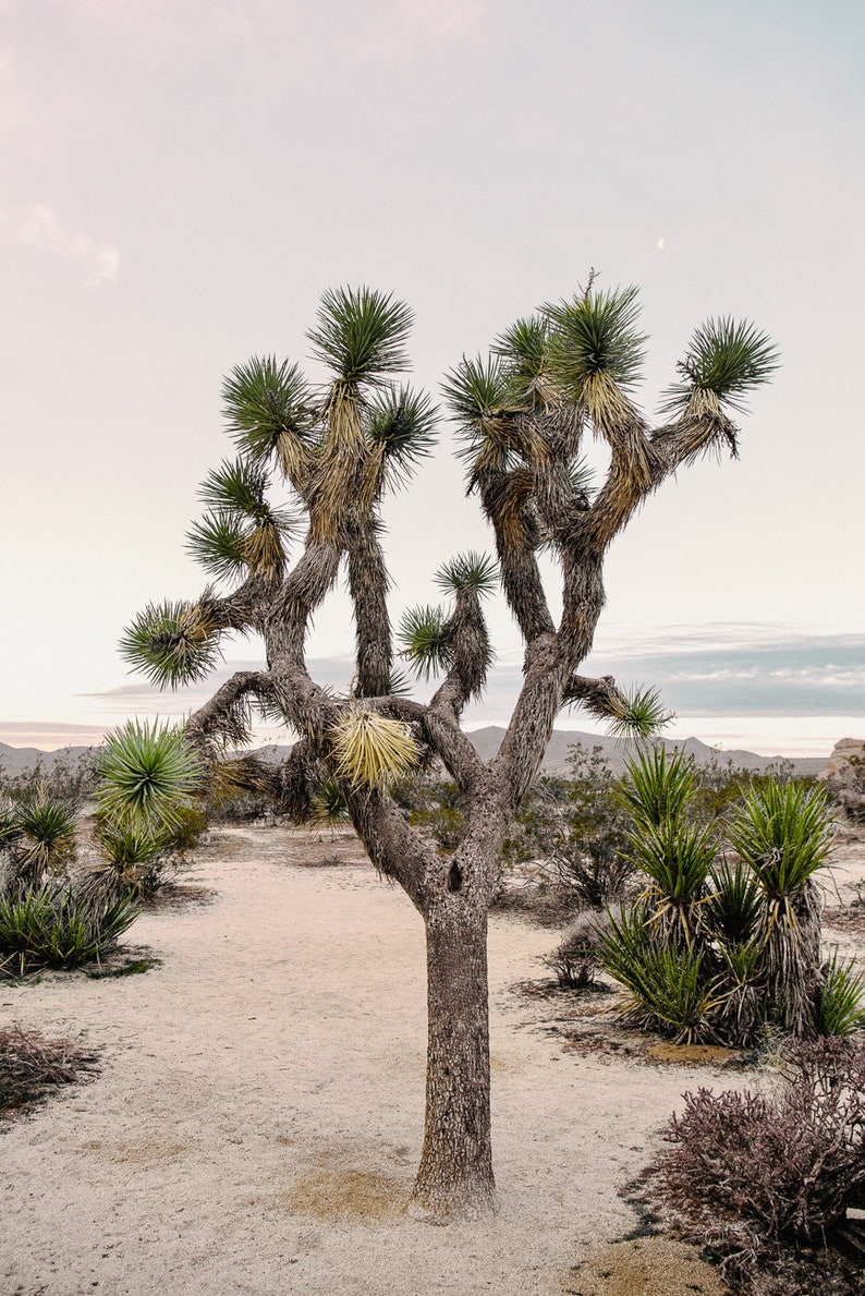 Fine Art Print: Joshua Tree, California - Etsy