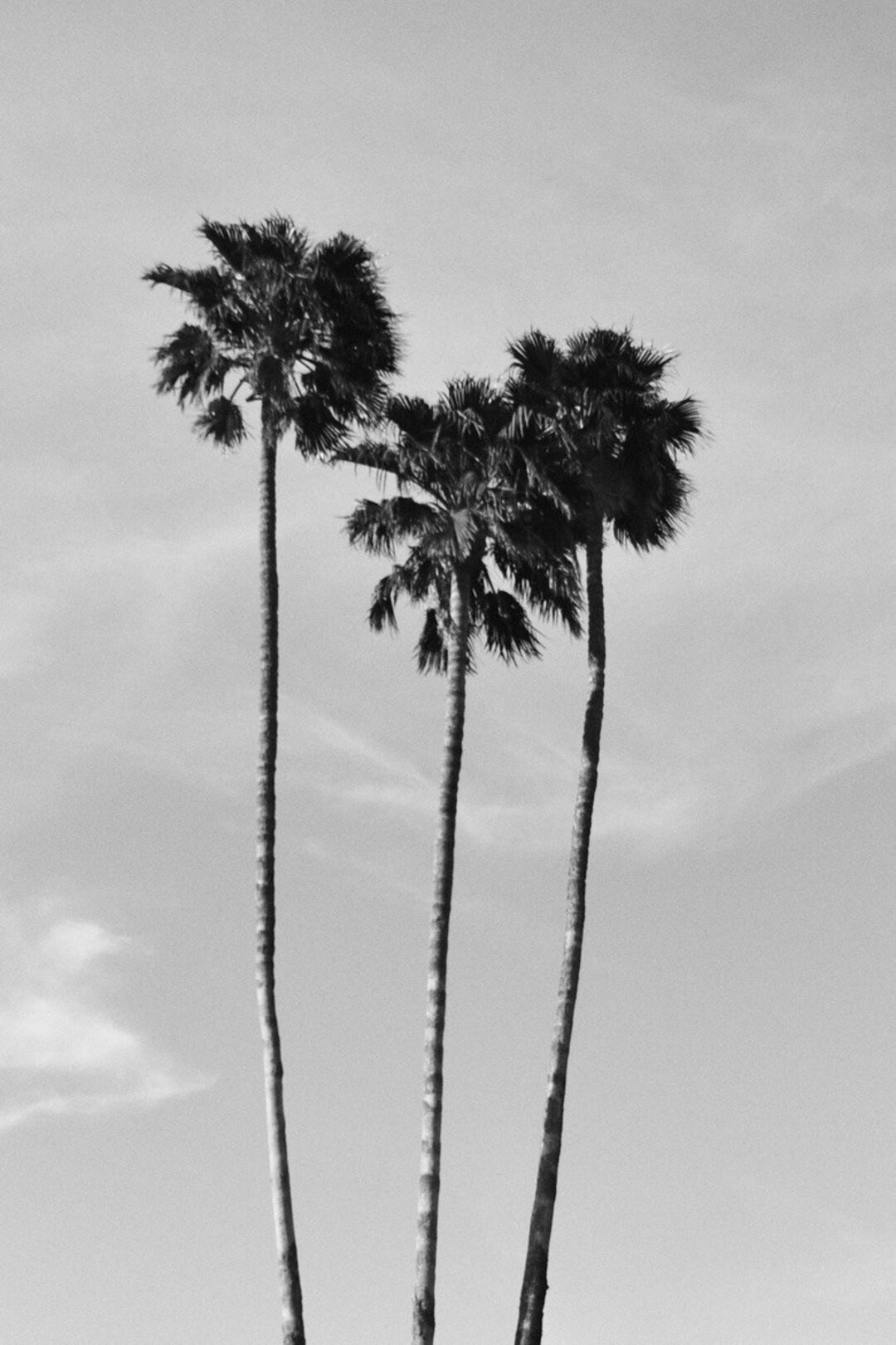 Fine Art Print: Wild Palm Trees - Etsy
