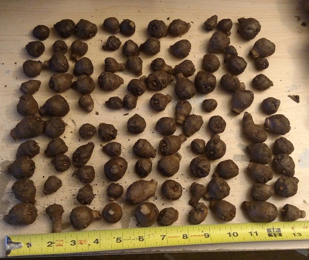 AMORPHOPHALLUS KONJAC Hundred (100) Bulbils - Voodoo Lily Bulb - Etsy