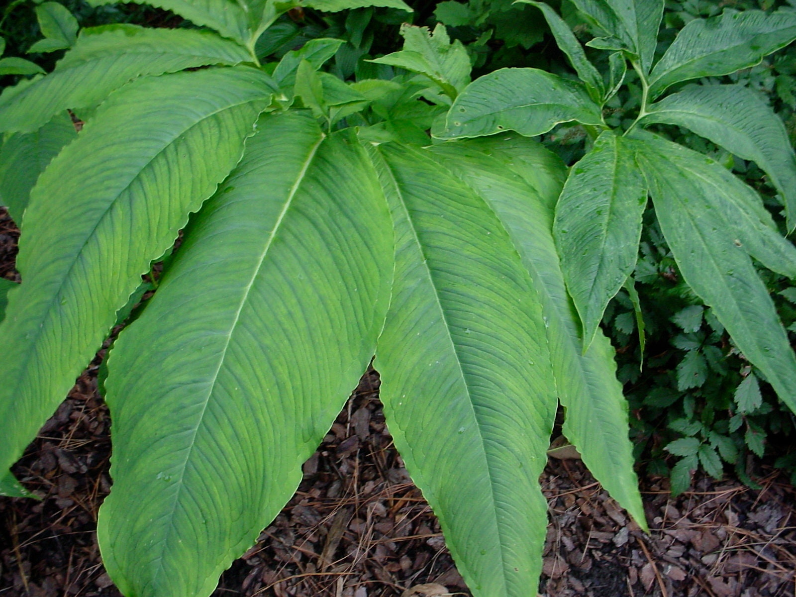 SAUROMATUM VENOSUM Three (3) 1.5 - 3.0 Oz. Bulbs - Voodoo Lily / Corpse ...