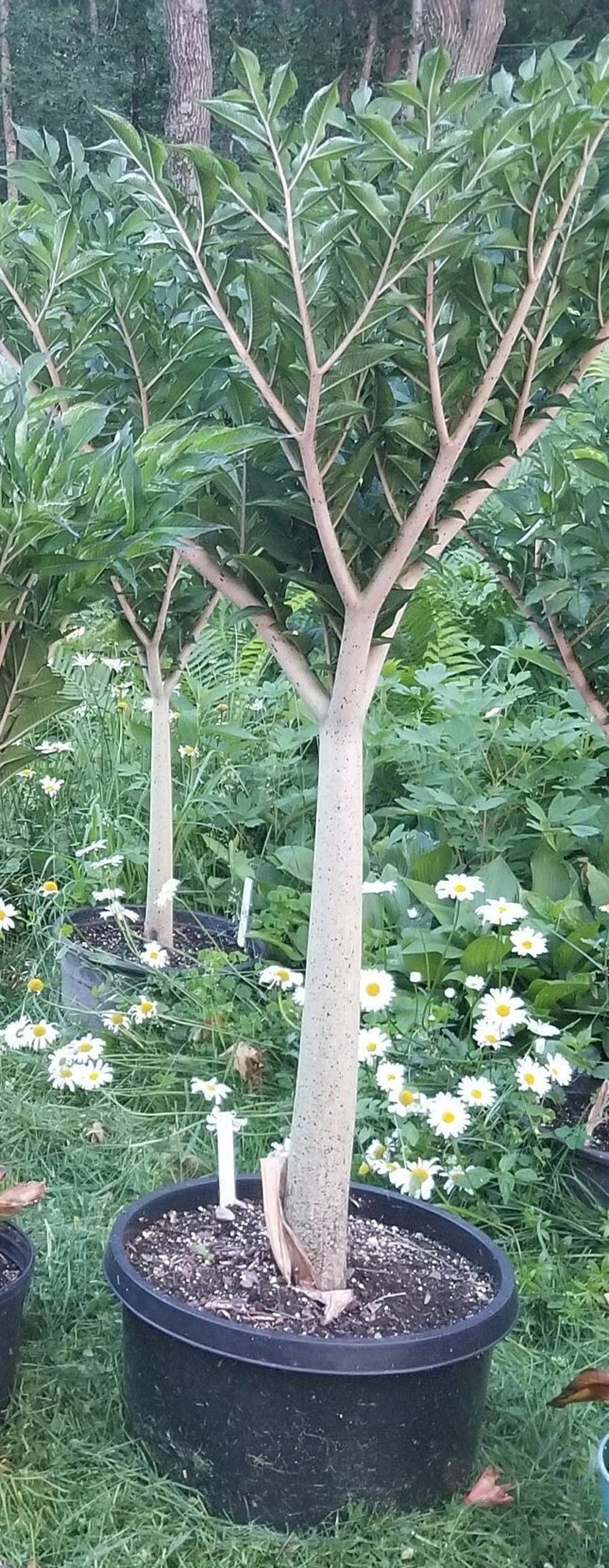 AMORPHOPHALLUS KONJAC "leo Song" Fifty (50) Bulbils - Voodoo Lily Bulb ...