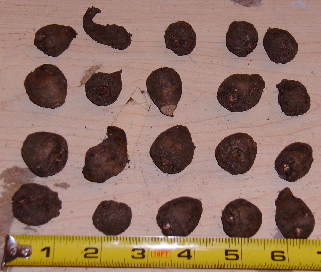 AMORPHOPHALLUS KONJAC Twenty Five (25) Bulbils - Voodoo Lily Bulb - Etsy