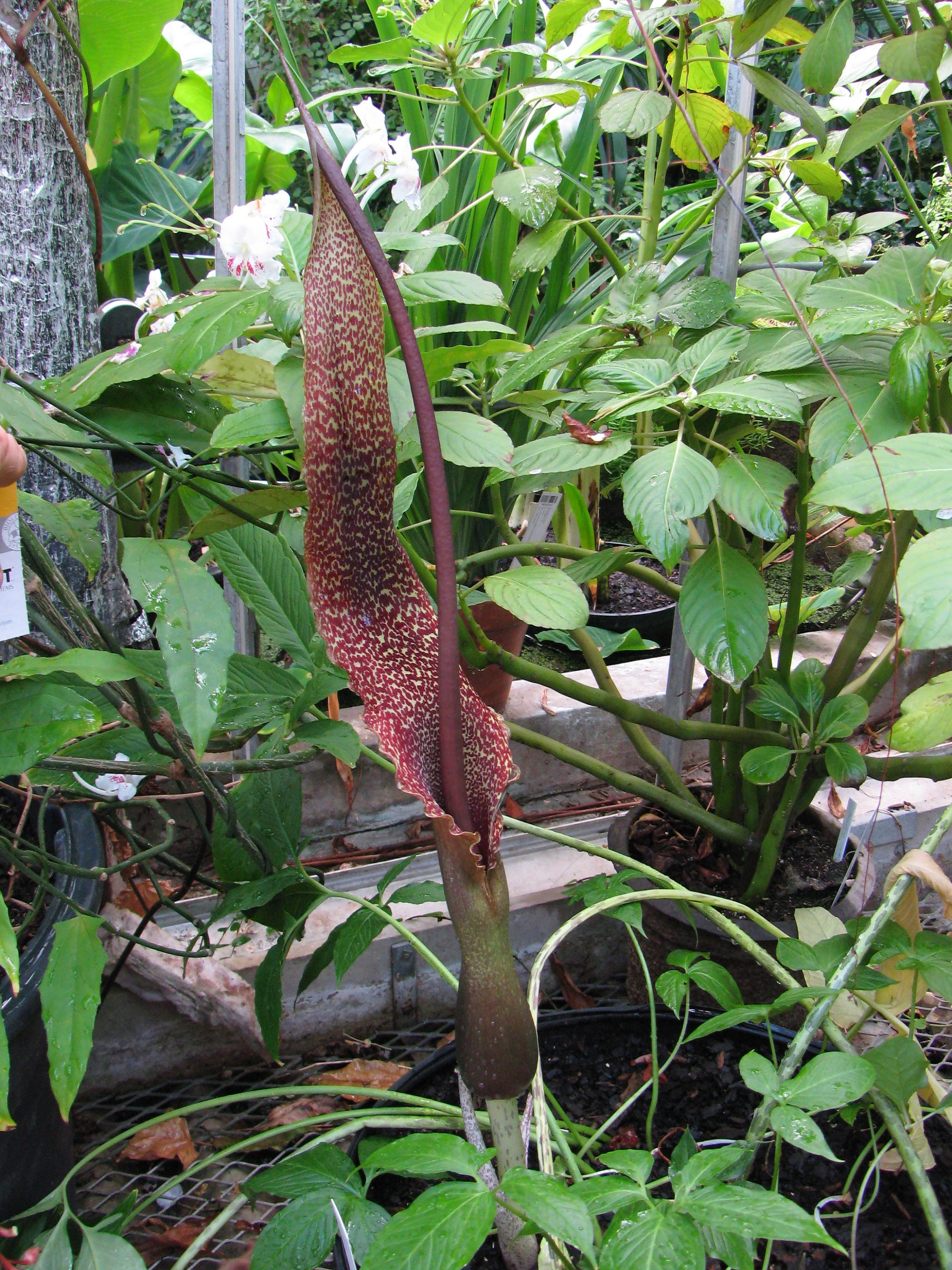 SAUROMATUM VENOSUM One Hundred 100 Bulbils Voodoo Lily / Corpse Flower ...