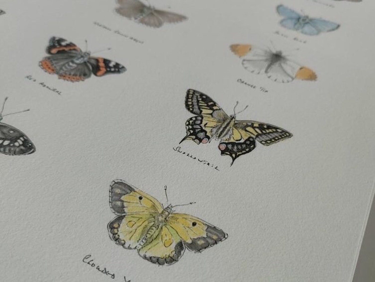 Native British Butterflies - Etsy
