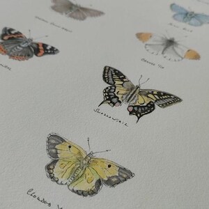 Native British Butterflies - Etsy