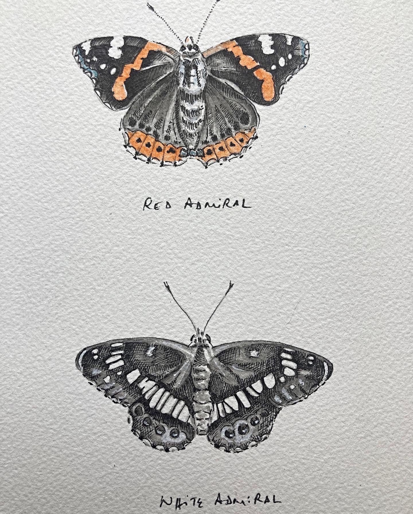 Native British Butterflies - Etsy