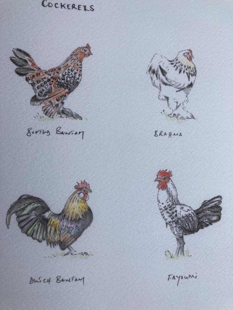 Cockerels Illustration - Etsy