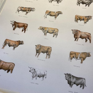 Native Cattle - Etsy
