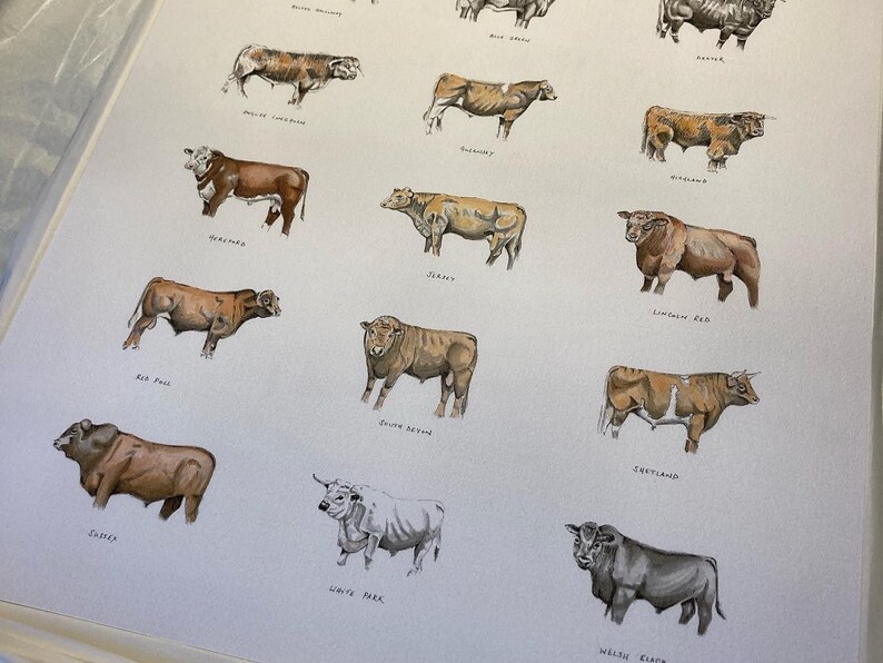 Native Cattle - Etsy