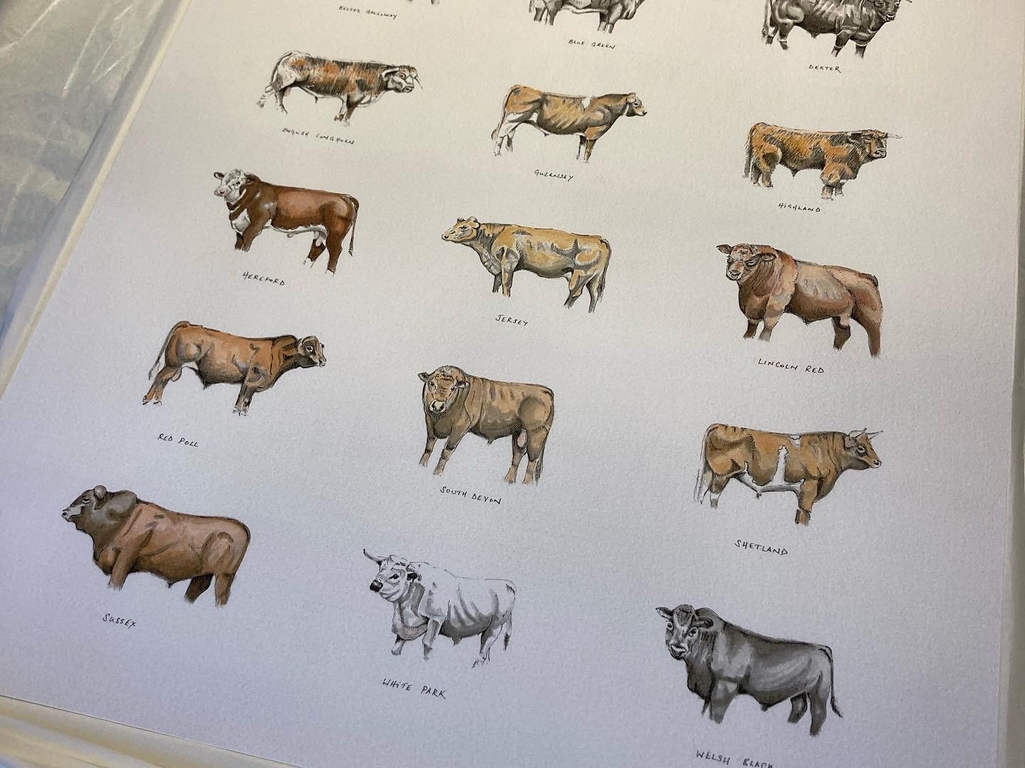Native Cattle - Etsy