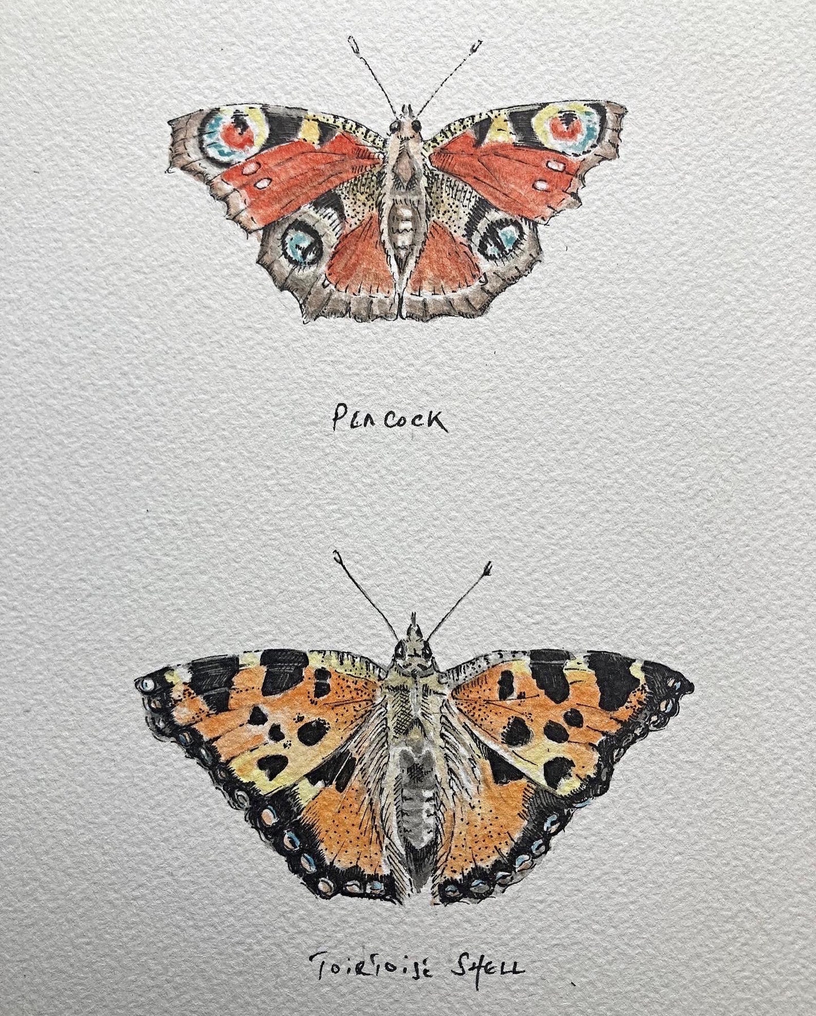 Native British Butterflies - Etsy