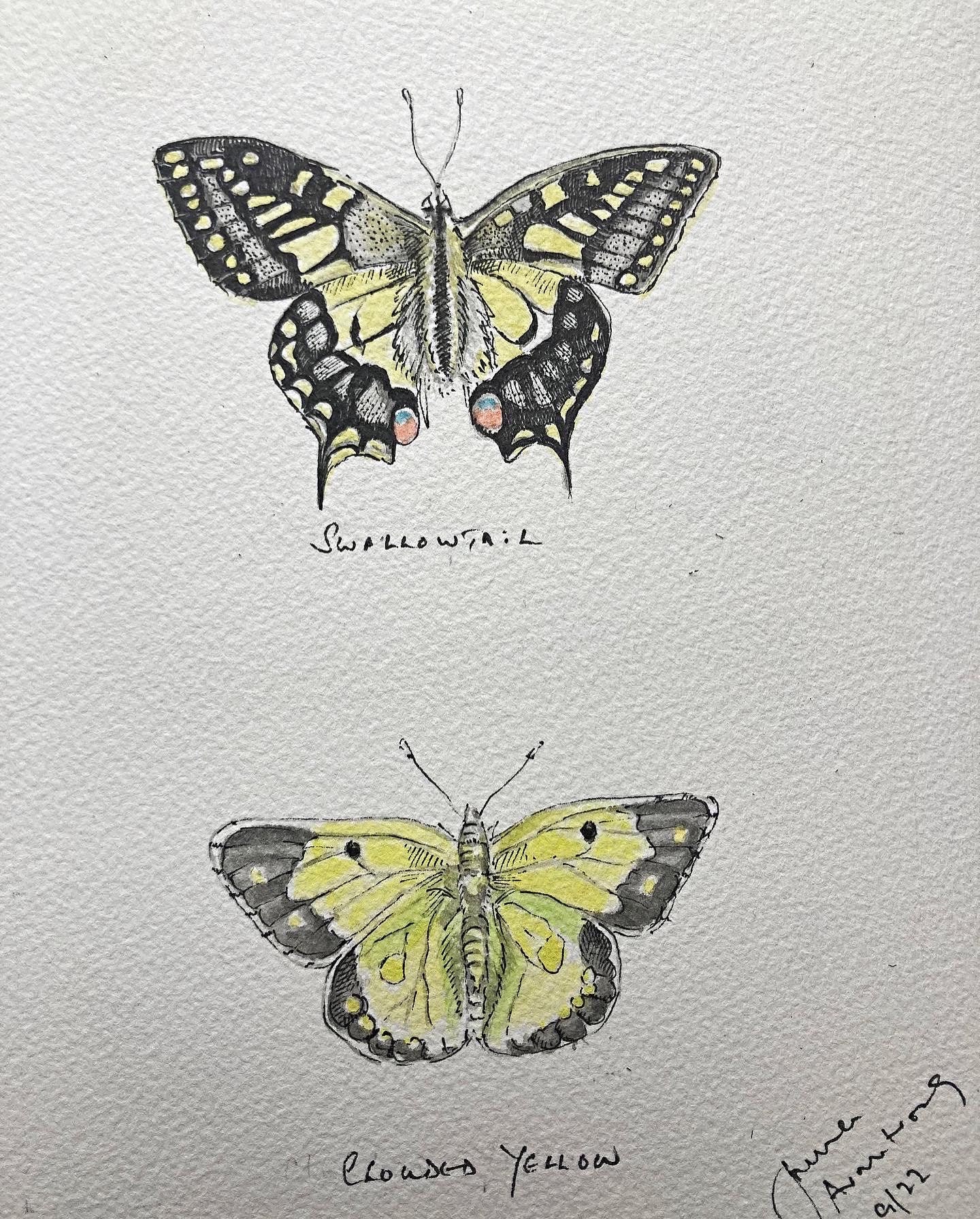 Native British Butterflies - Etsy