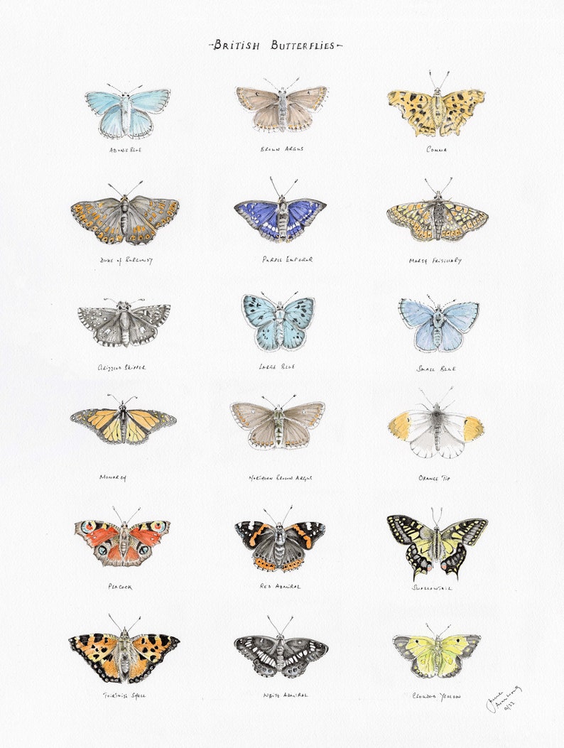 Native British Butterflies - Etsy