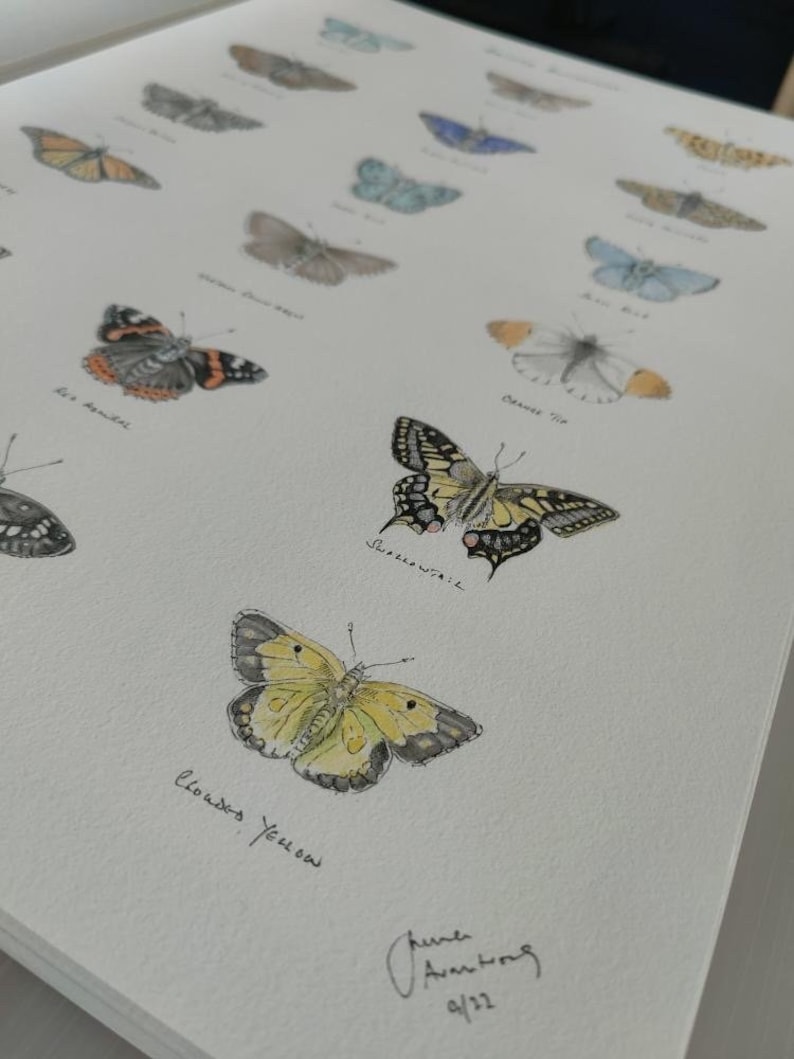 Native British Butterflies - Etsy