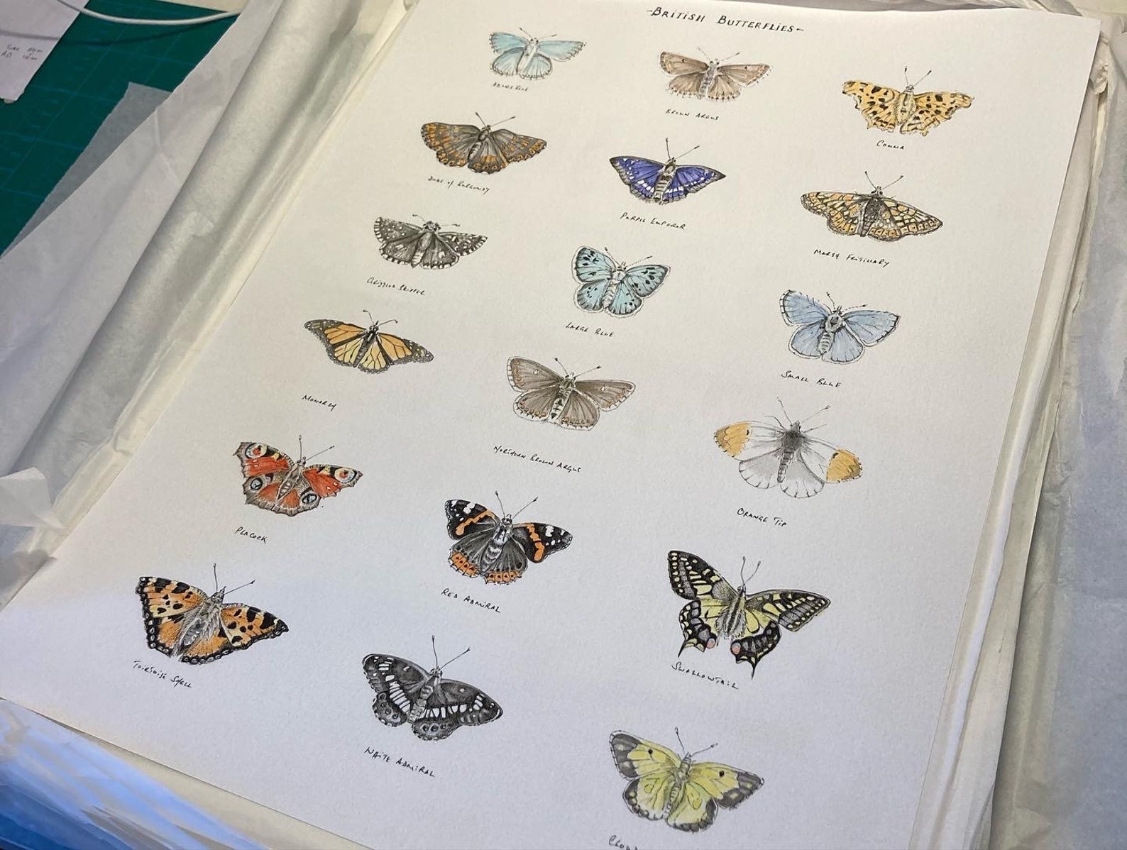 Native British Butterflies - Etsy