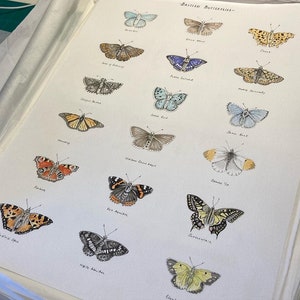 Native British Butterflies - Etsy