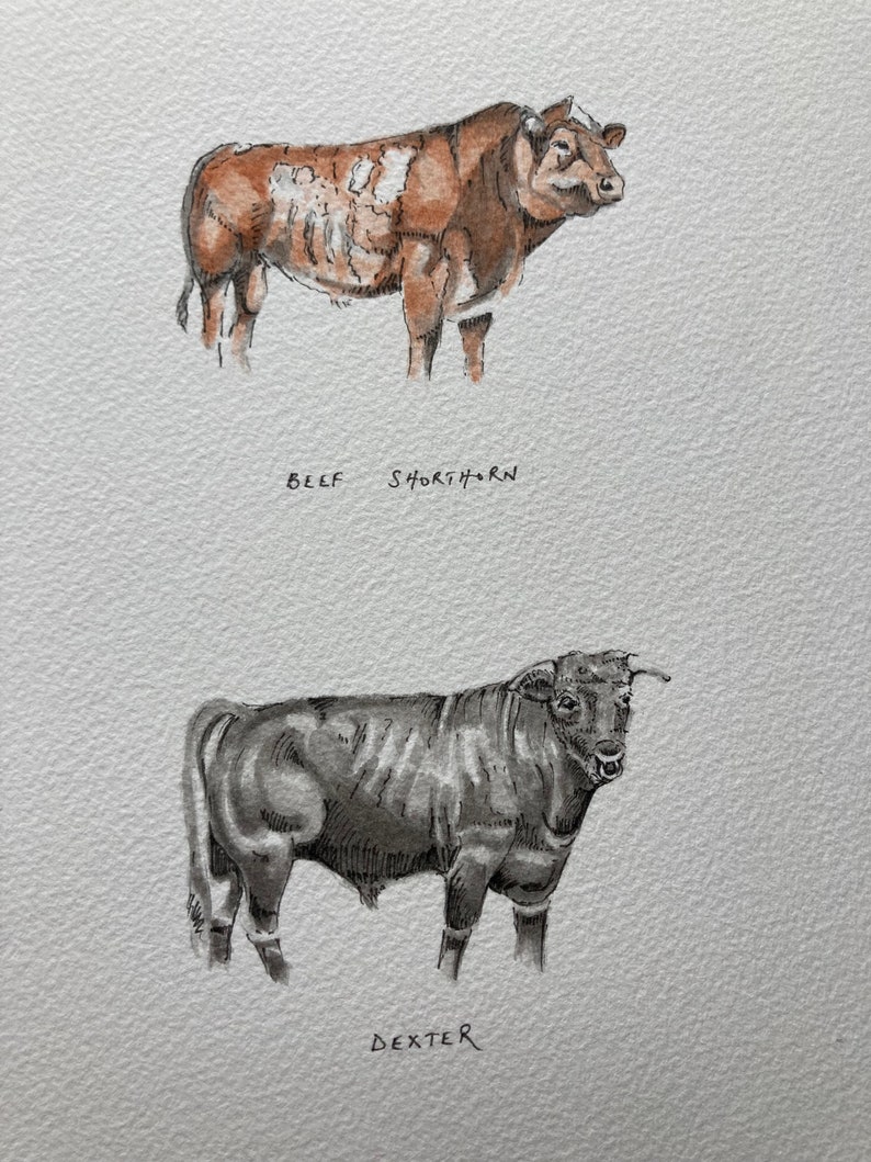 Native Cattle - Etsy