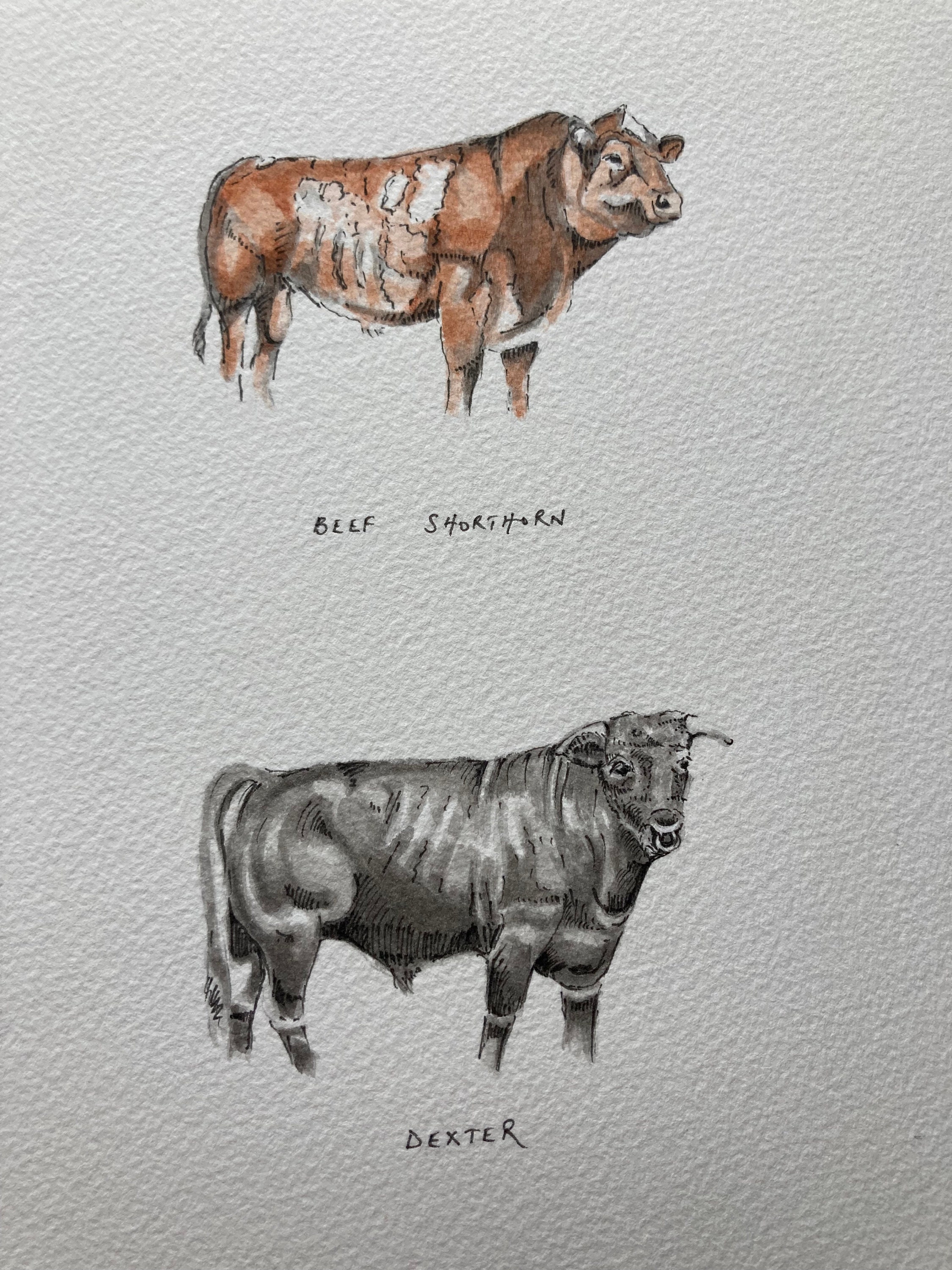 Native Cattle - Etsy