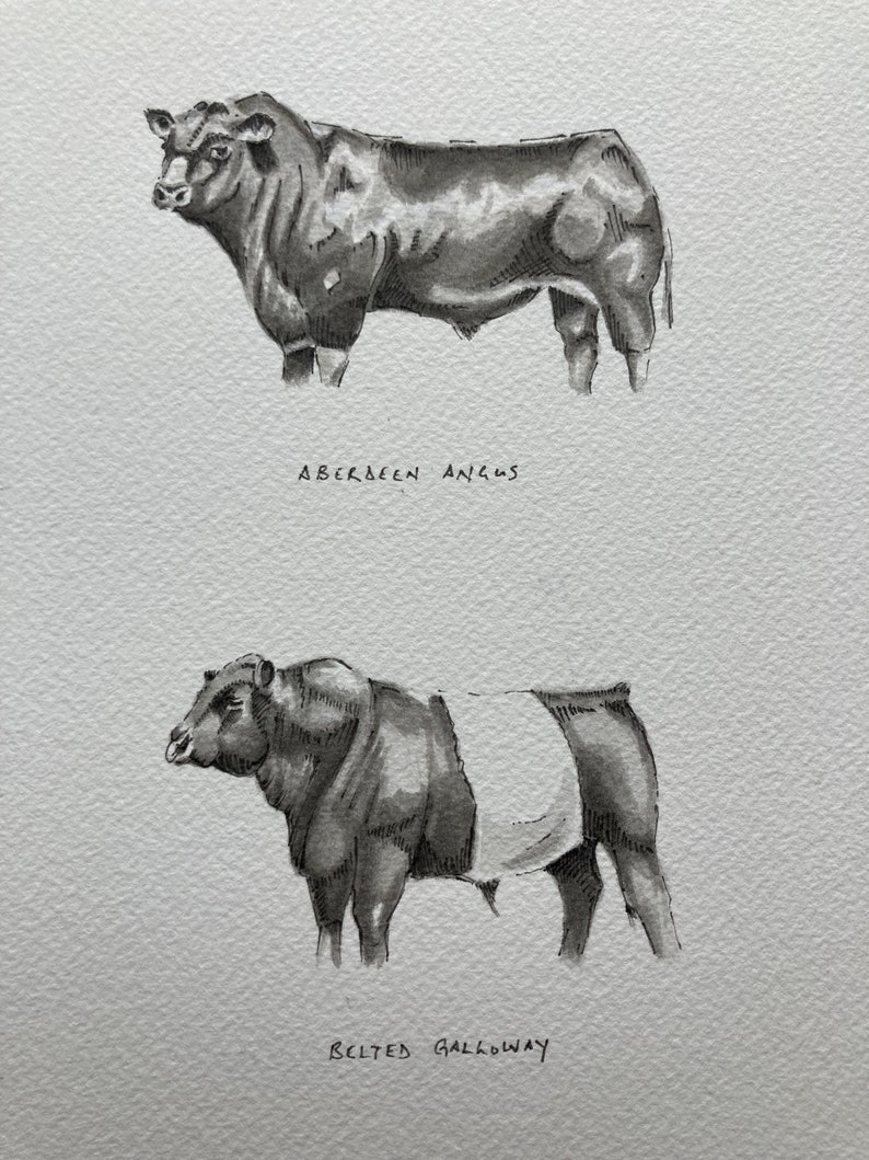 Native Cattle - Etsy