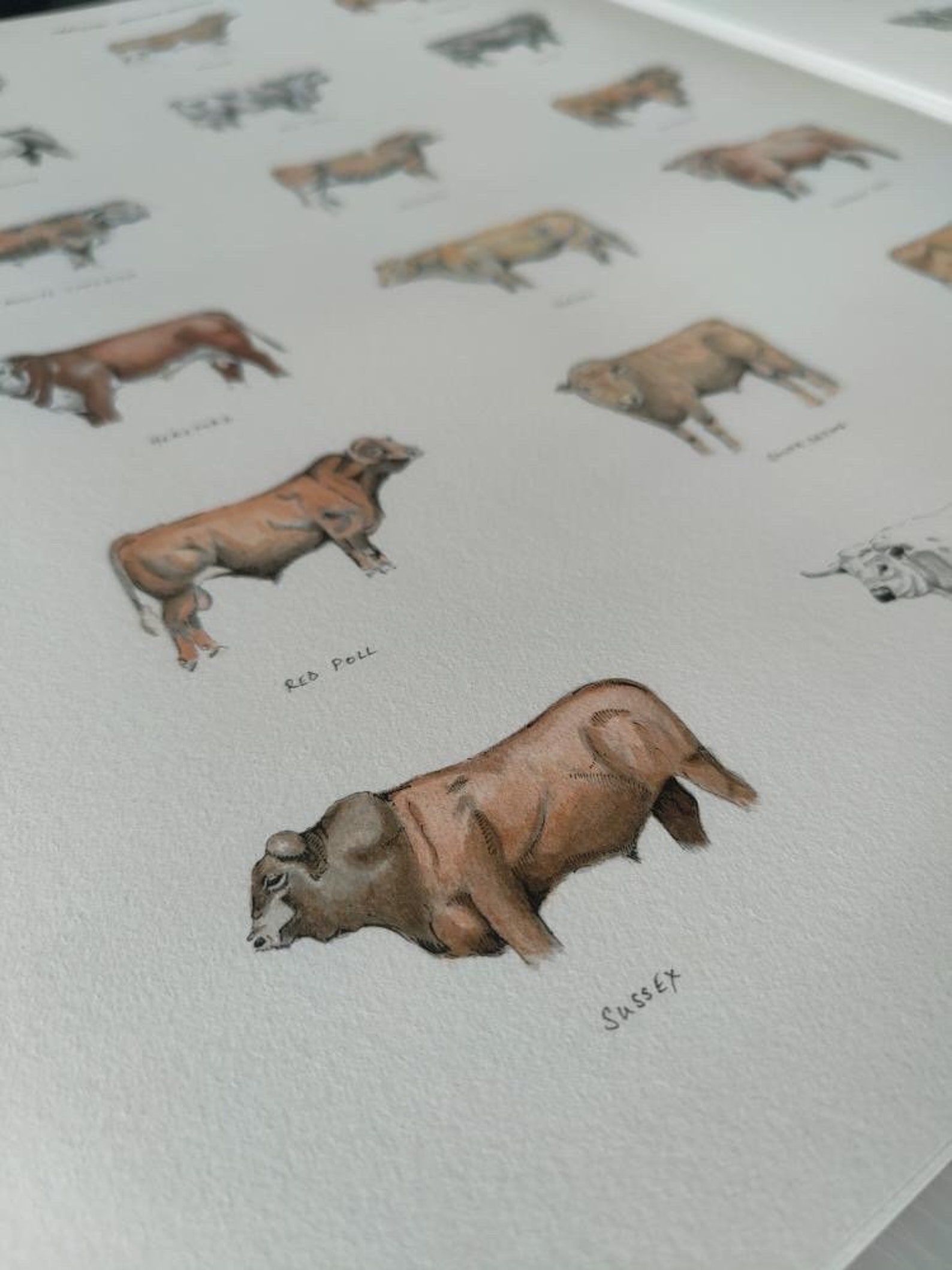 Native Cattle - Etsy
