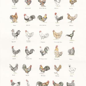 Cockerels Illustration - Etsy