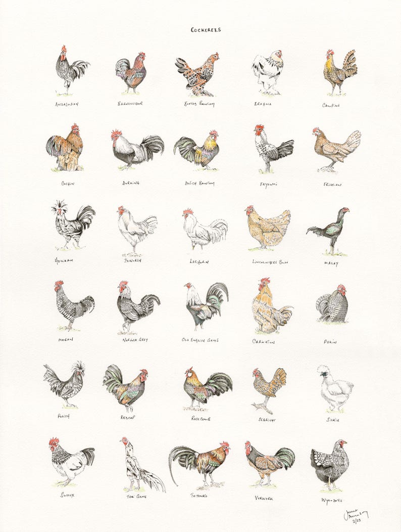 Cockerels Illustration - Etsy