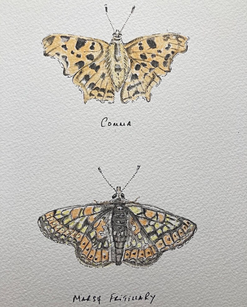 Native British Butterflies - Etsy