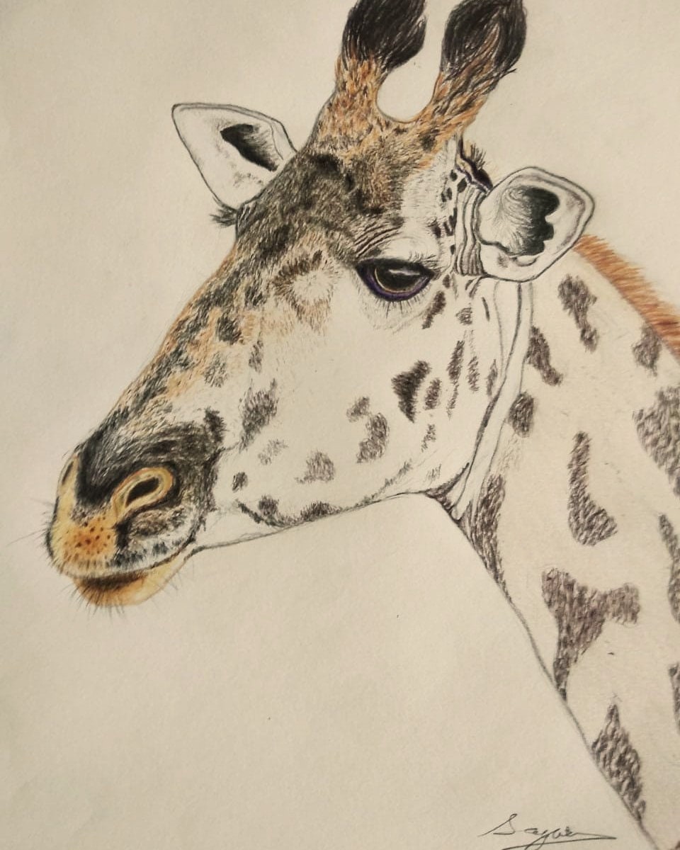 Giraffe Head Profile Drawing