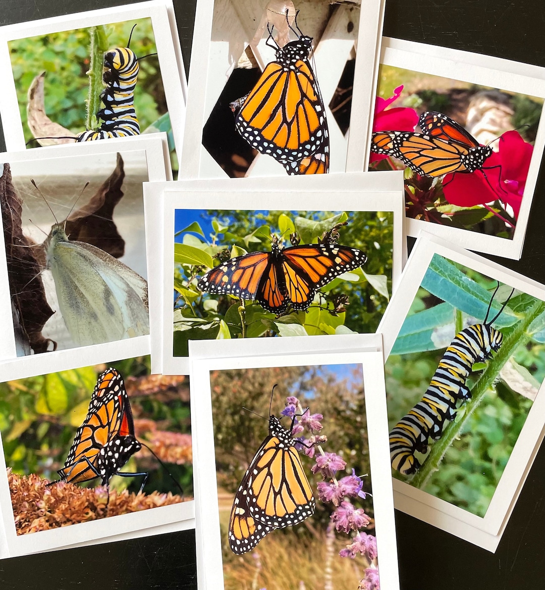 Set of 8 Blank Cards - Monarchs and a Moth - Etsy