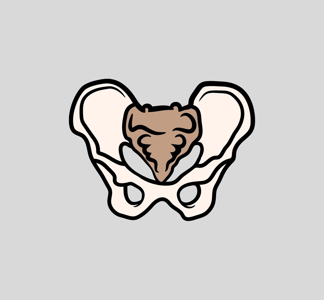 Pelvis Anatomy PNG | Realistic Pelvic Bone Clipart | Pelvic Floor ...