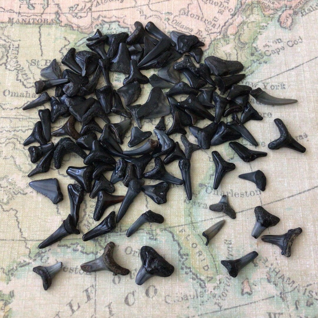 100 Fossilized Sharks Teeth, EXACT Teeth Pictured, Shark Tooth, Florida ...
