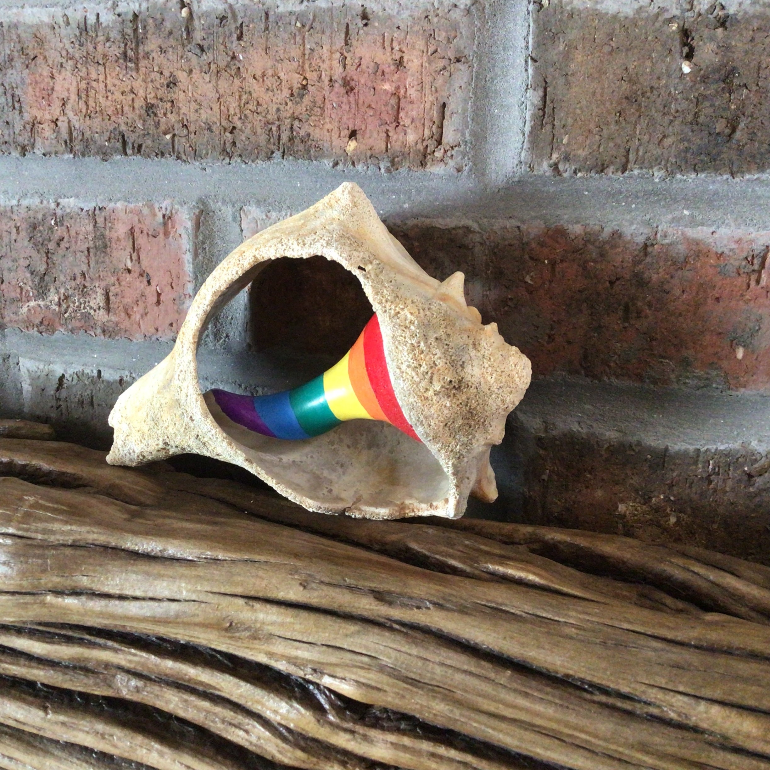 Pride Shell, LGBTQ Home Decor, LGBTQ Beach Art, LGBTQ Ornament, Rainbow ...