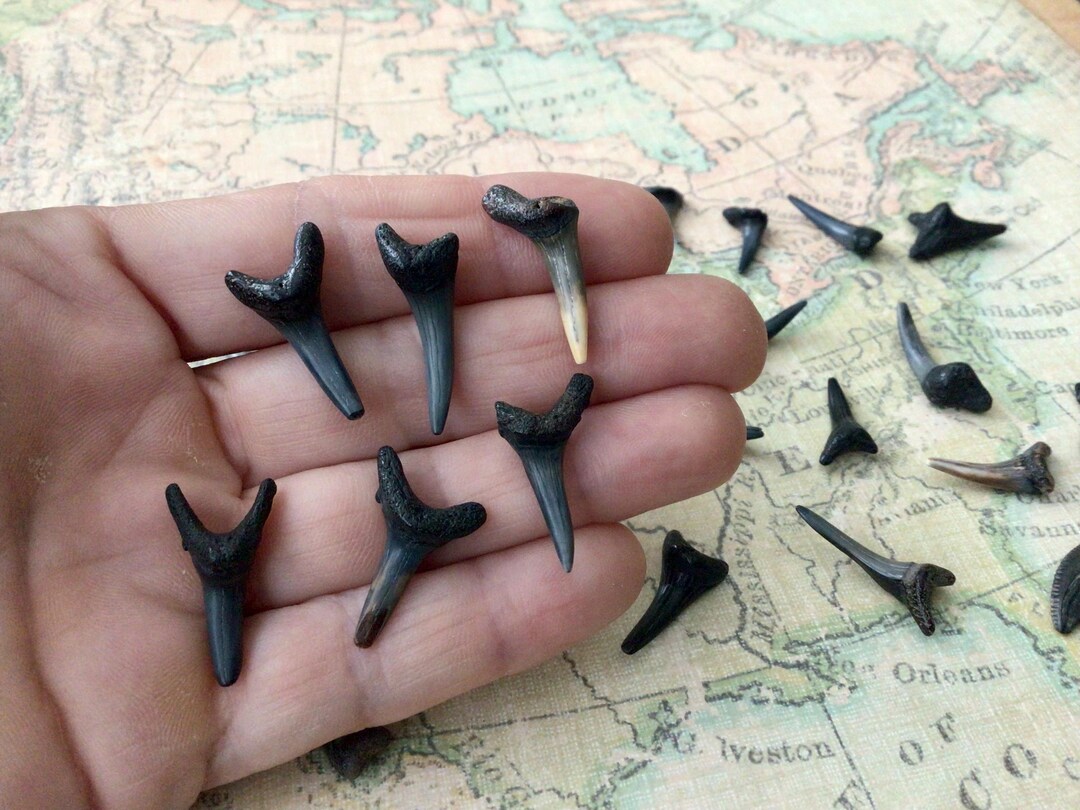 36 Fossilized Sharks Teeth, EXACT Teeth Pictured, Partials, Florida ...