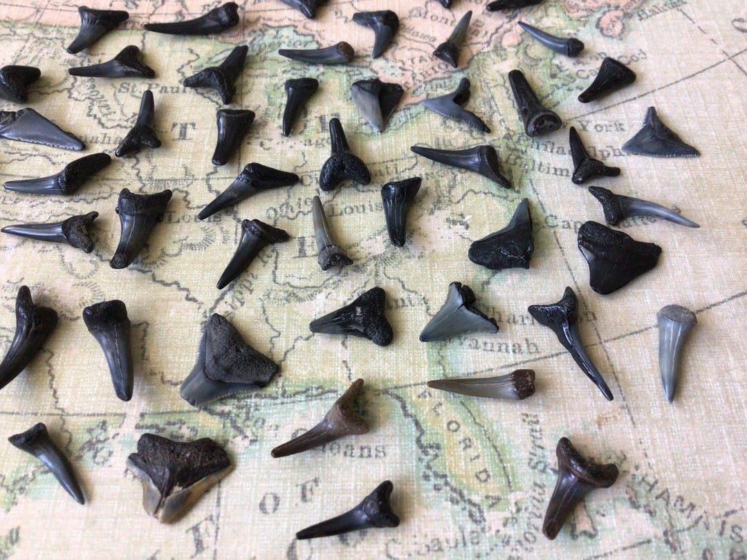 50 Fossilized Sharks Teeth, EXACT Teeth Pictured, Shark Tooth, Florida ...