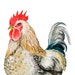 Rooster Digital Download, 5x7, Looks Great in a Frame - Etsy