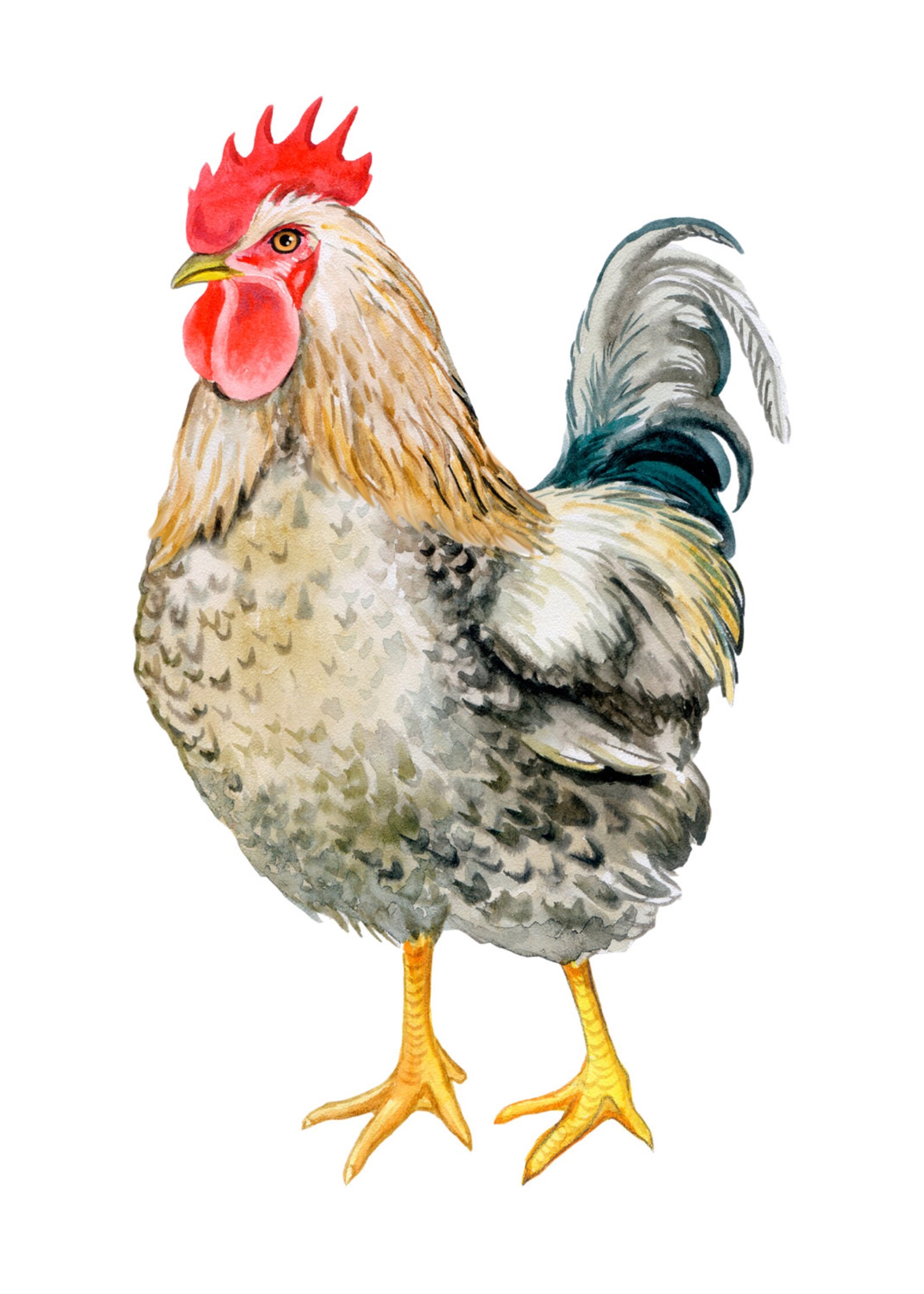 Rooster Digital Download, 5x7, Looks Great in a Frame - Etsy