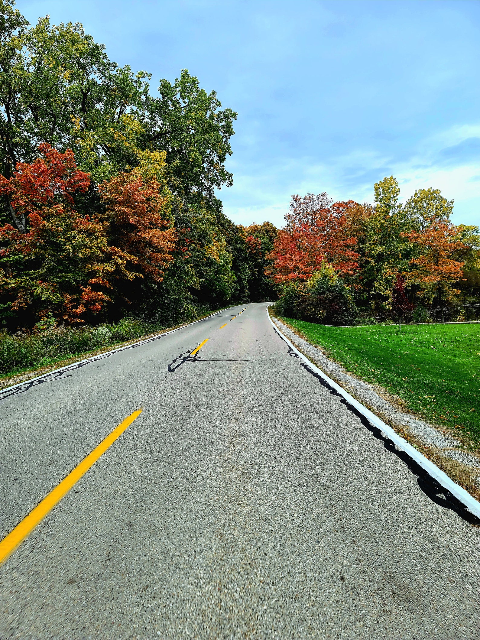 Fall Tree-lined Road Digital Photo - Etsy