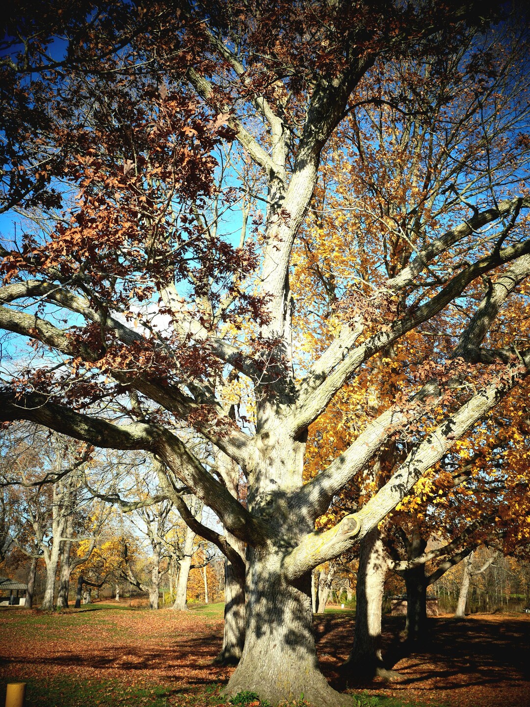 Barren Tree Digital Photo - Etsy