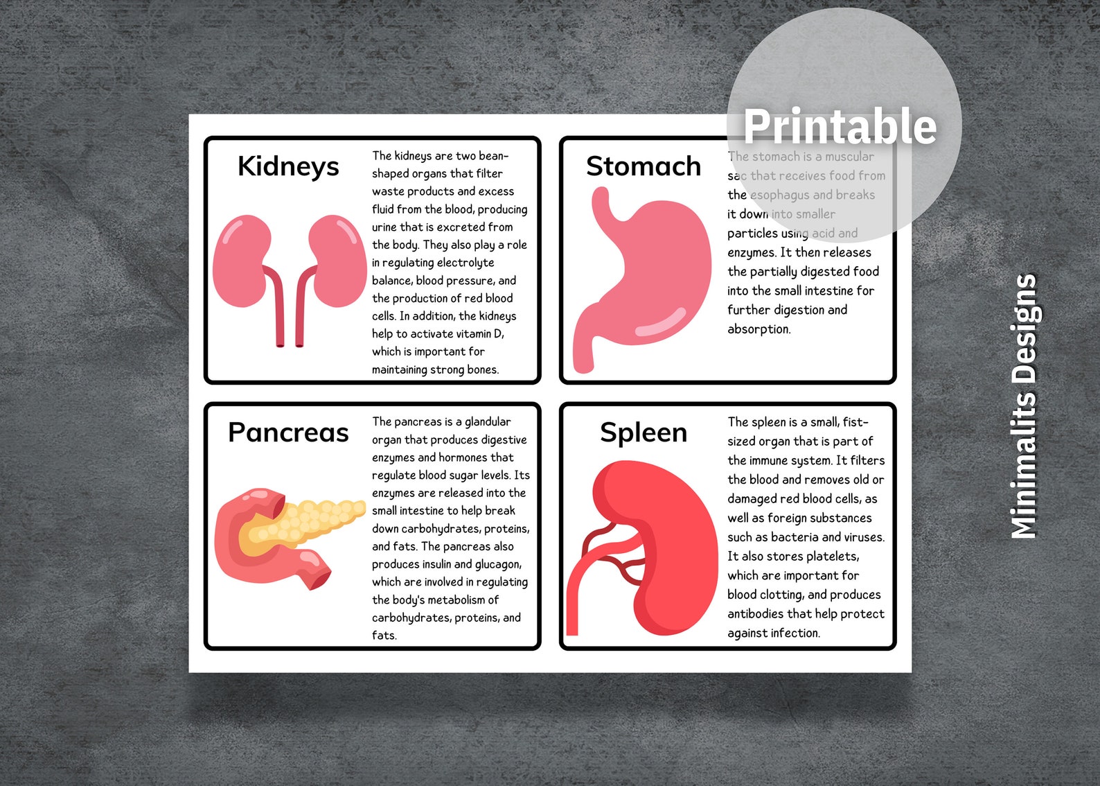 Internal Organs Flash Cards, Printable Human Organs Cards, Preschool ...