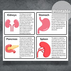 Internal Organs Flash Cards, Printable Human Organs Cards, Preschool ...