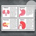 Internal Organs Flash Cards, Printable Human Organs Cards, Preschool ...