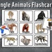 Jungle Animals Flashcards, Preschool Flashcards, Printable Montessori ...