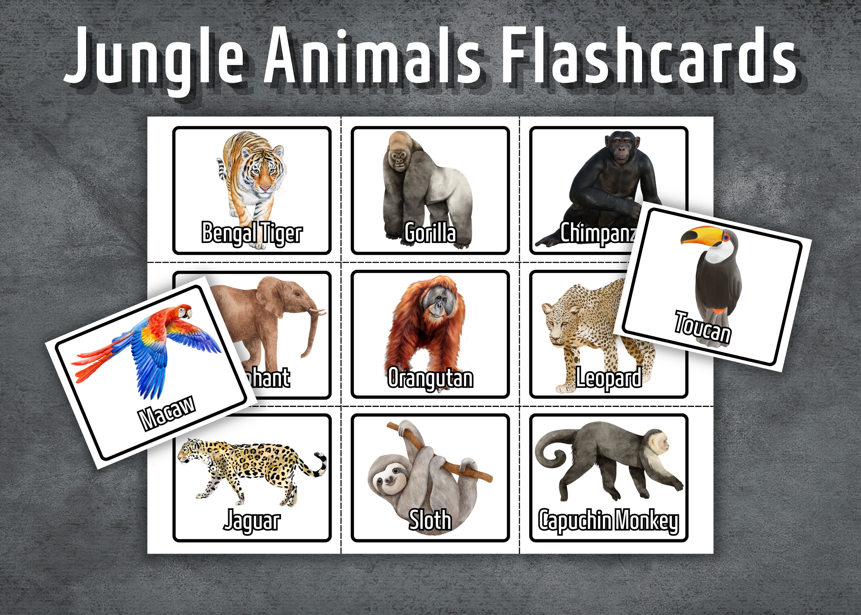 Jungle Animals Flashcards, Preschool Flashcards, Printable Montessori ...