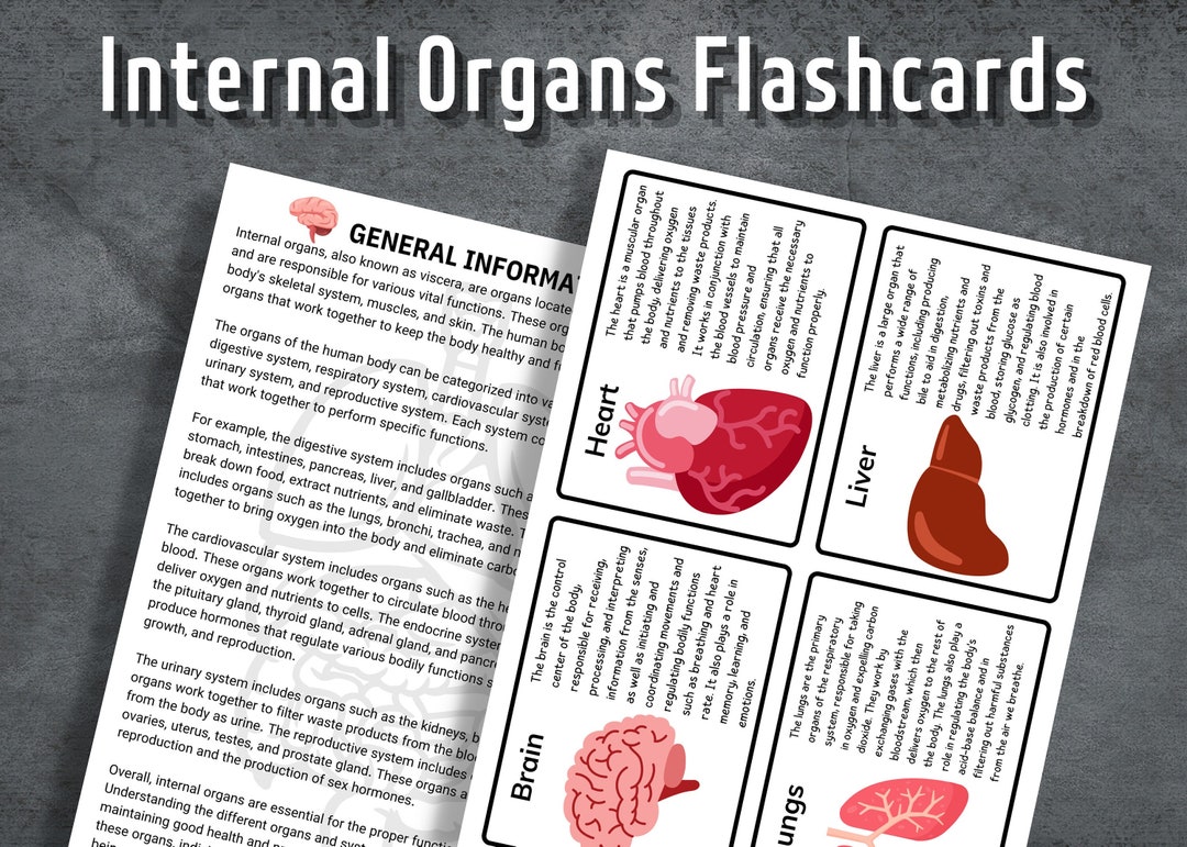 Internal Organs Flash Cards, Printable Human Organs Cards, Preschool ...