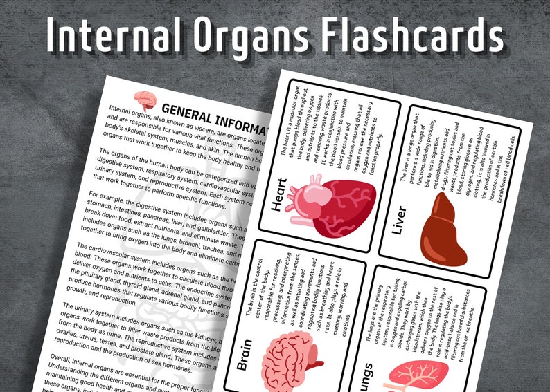 Internal Organs Flash Cards, Printable Human Organs Cards, Preschool ...