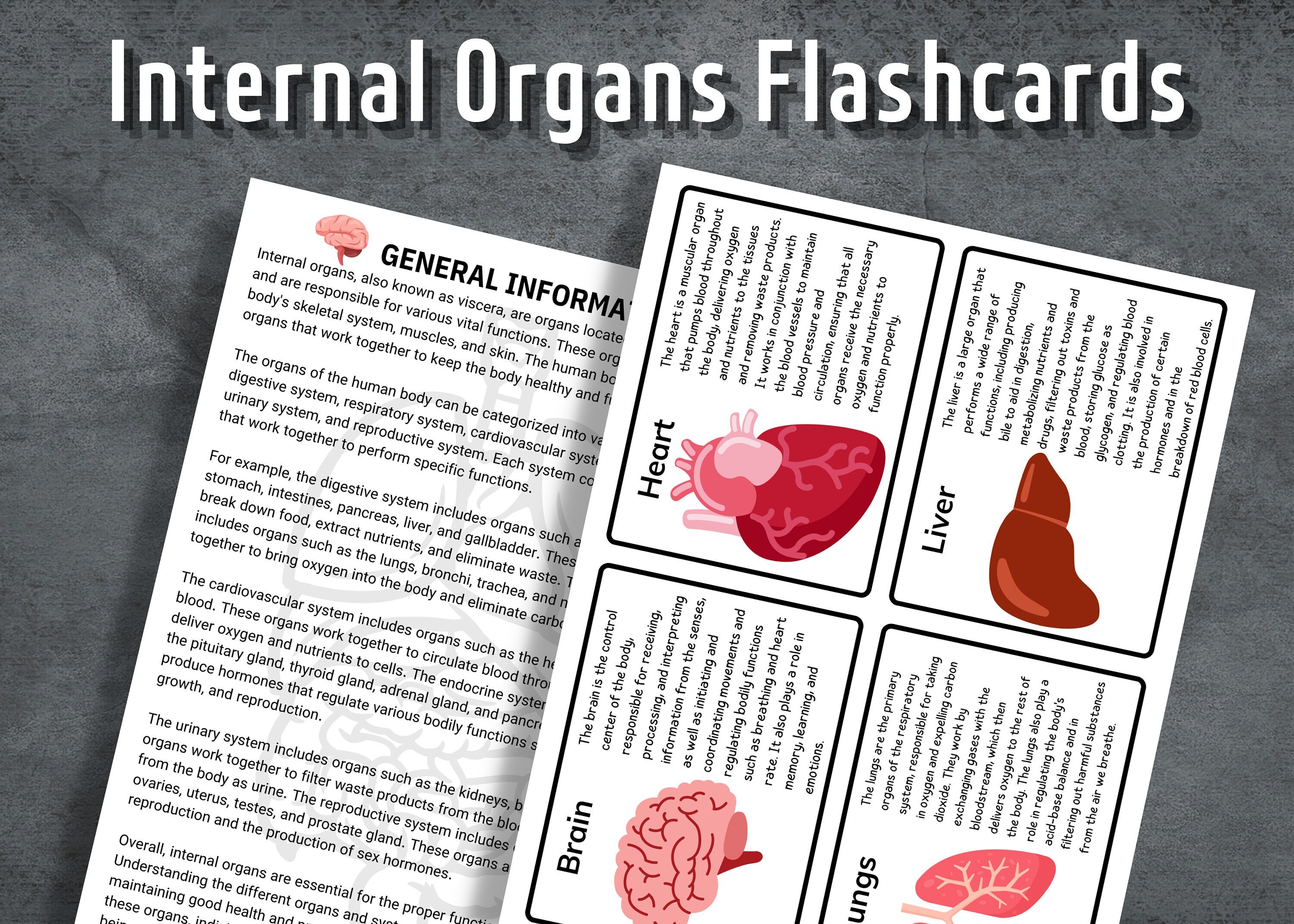Internal Organs Flash Cards, Printable Human Organs Cards, Preschool ...